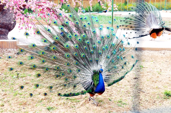 我喜欢孔雀,孔雀画画美术图片大全,孔雀水果拼盘_大山谷图库