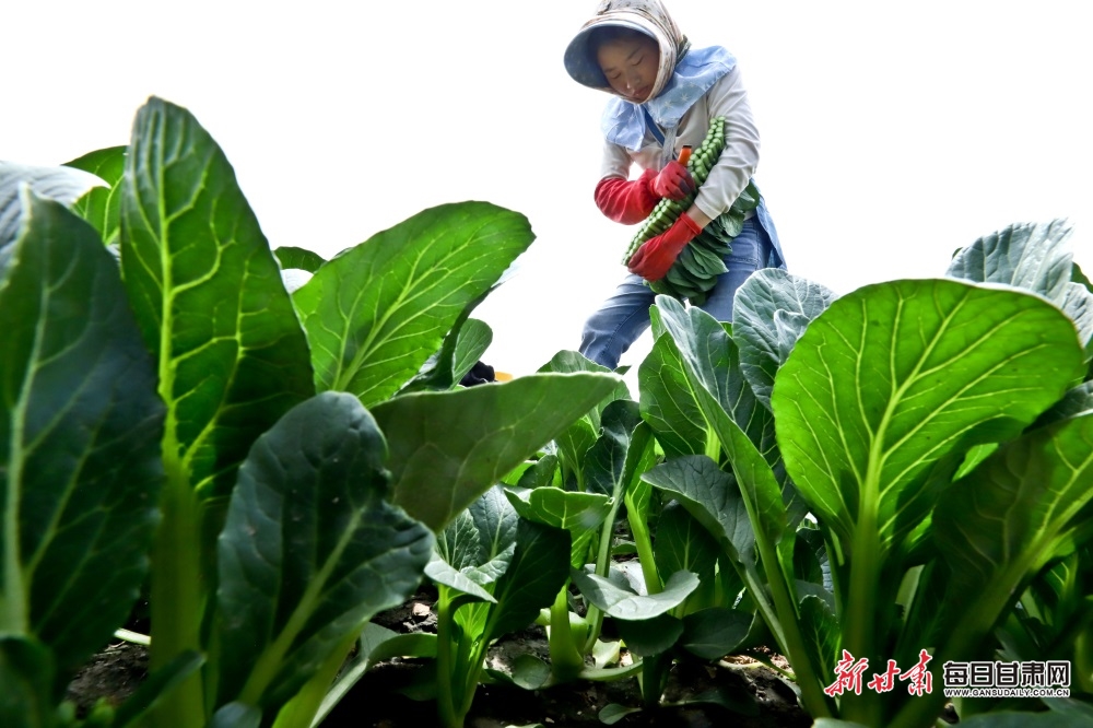 甘州区党寨镇有机蔬菜收获忙